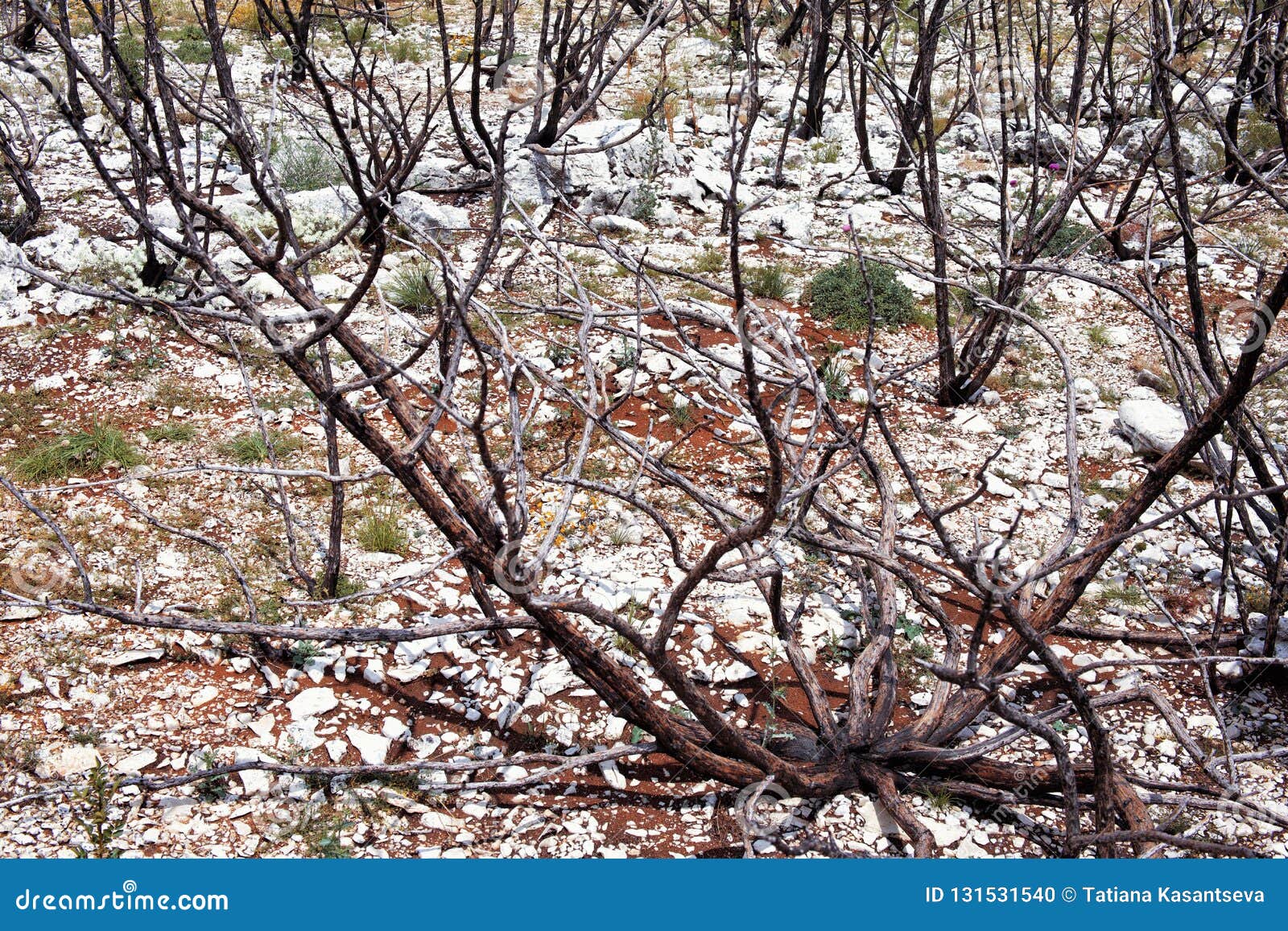 Dead trees after the fire stock photo. Image of nature - 131531540