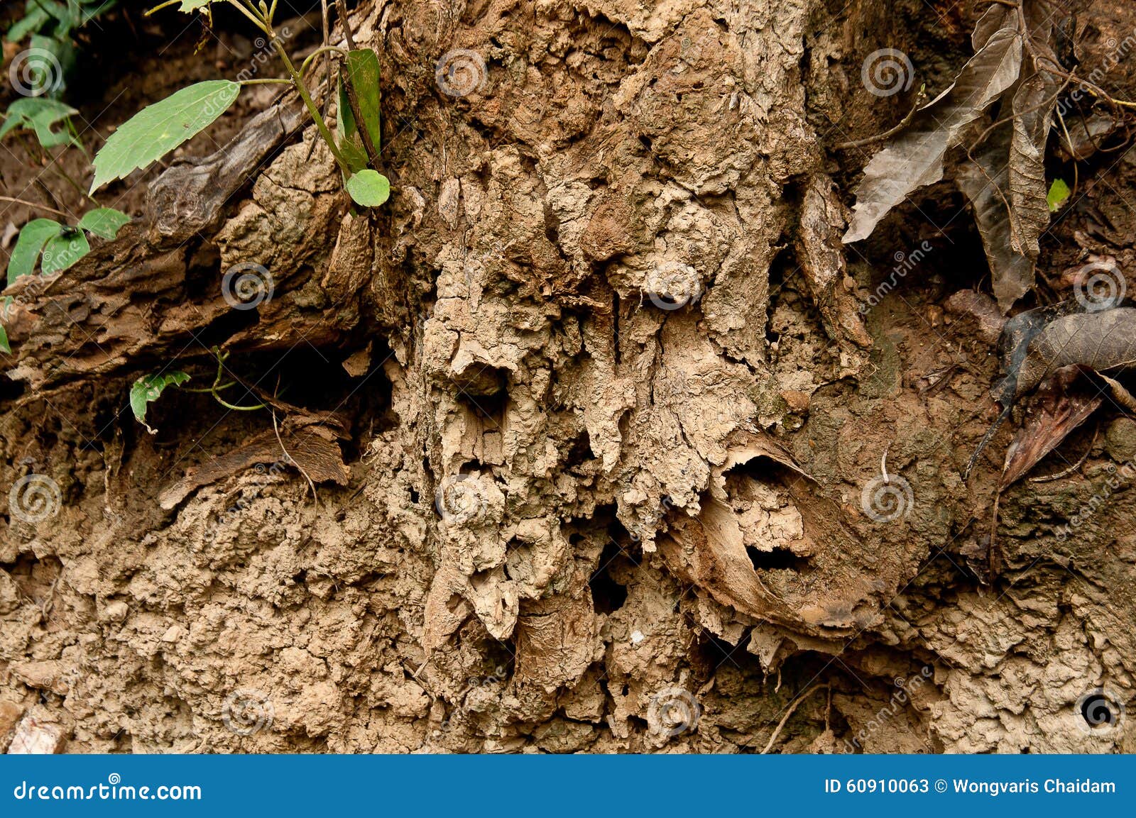 Dead trees stock image. Image of nature, crack, desolate - 60910063