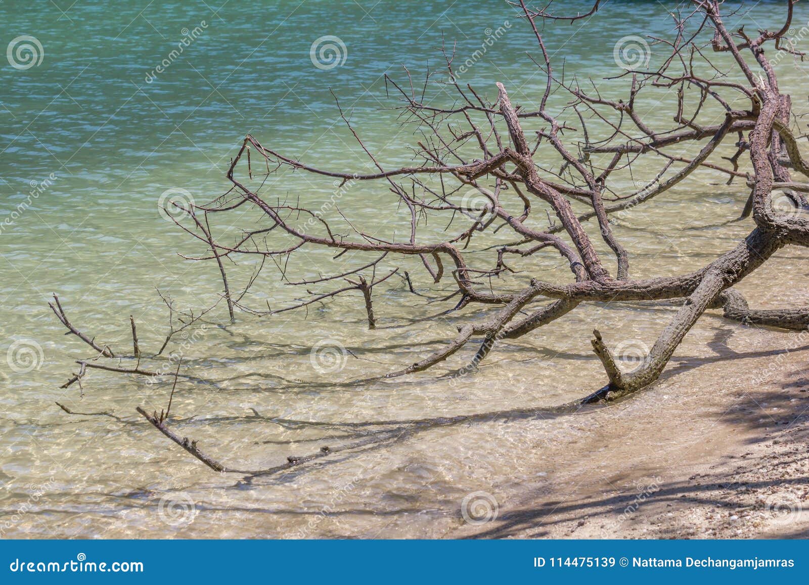 Dead Trees in the Sea at Phi Phi Islands Thailand Stock Image - Image ...