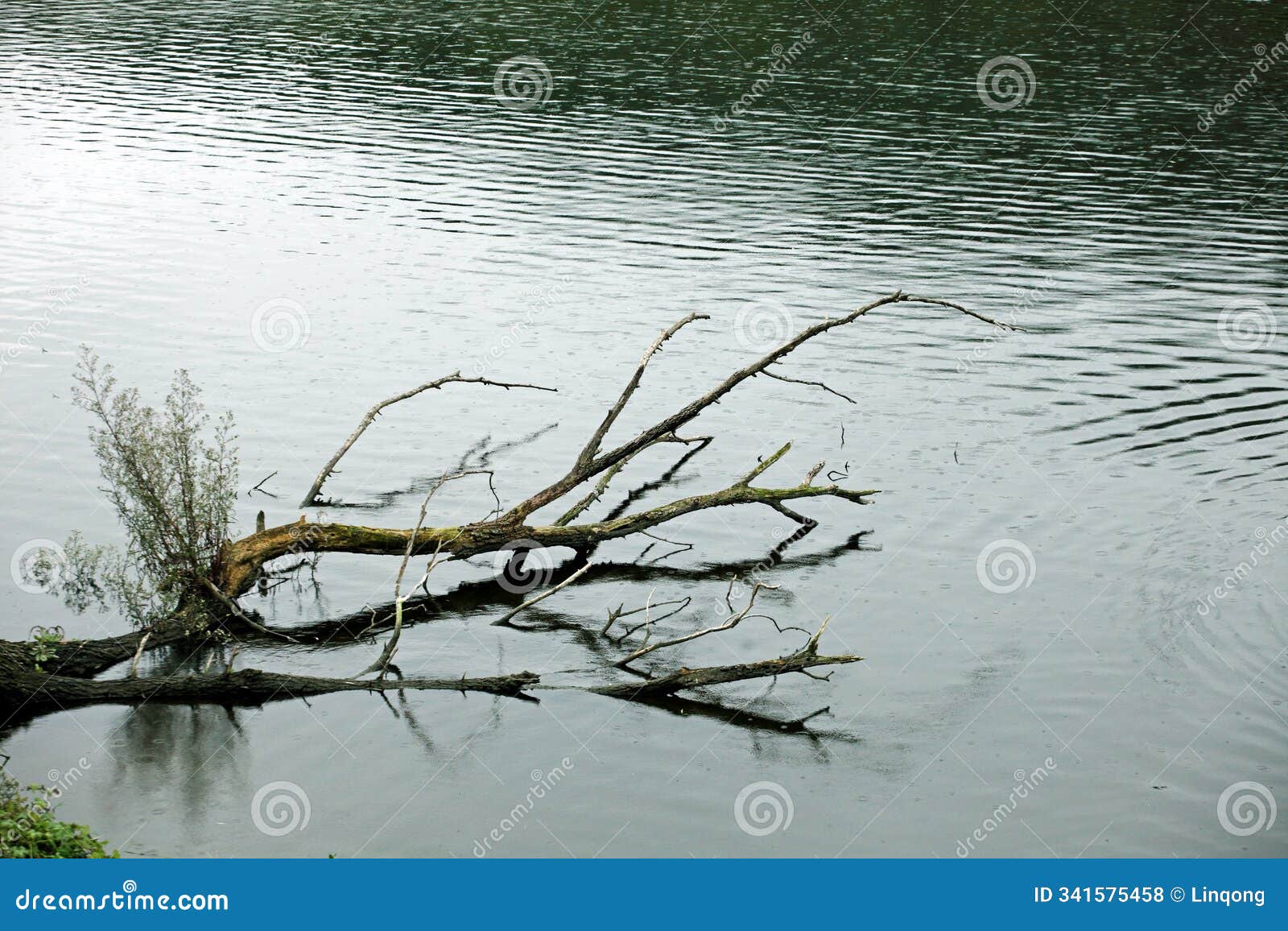 Dead Trees With BatsHalloween Background With Bats And Dead Trees In ...