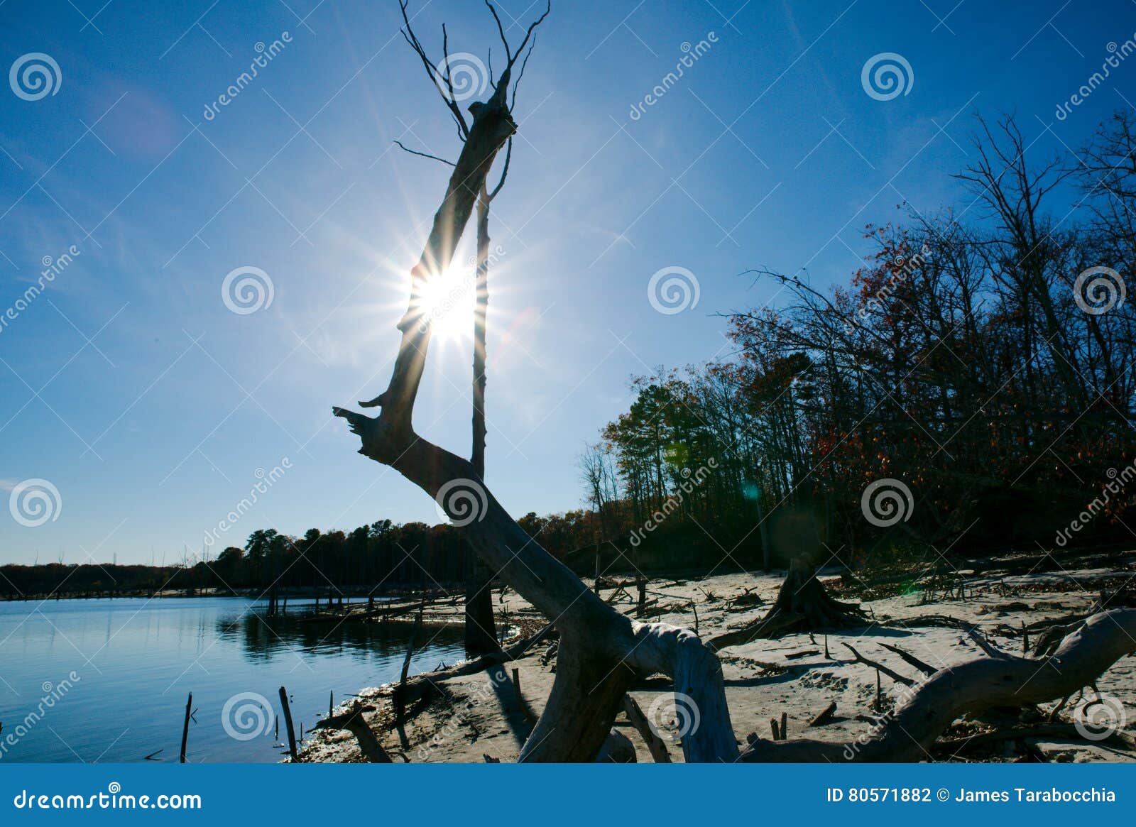 Dead Trees on Shoreline Reservoir Stock Photo - Image of shore ...