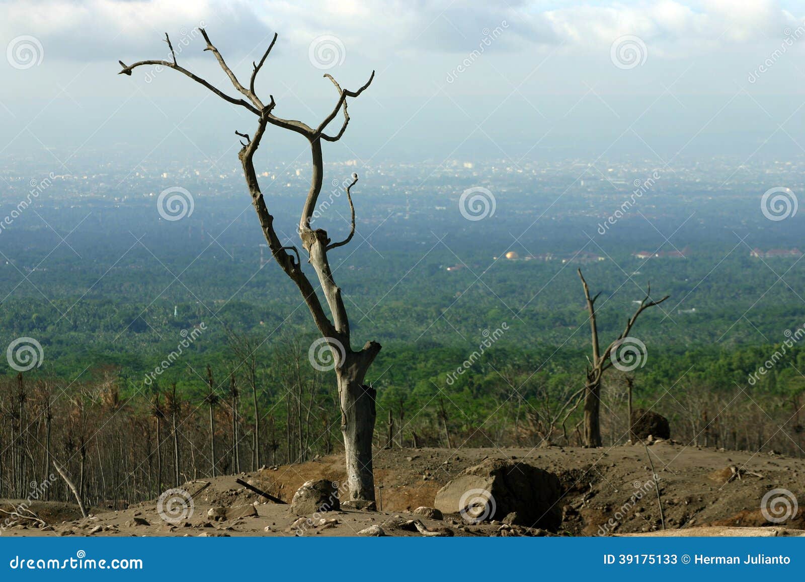 Dead trees stock image. Image of asia, nature, tree, rural - 39175133