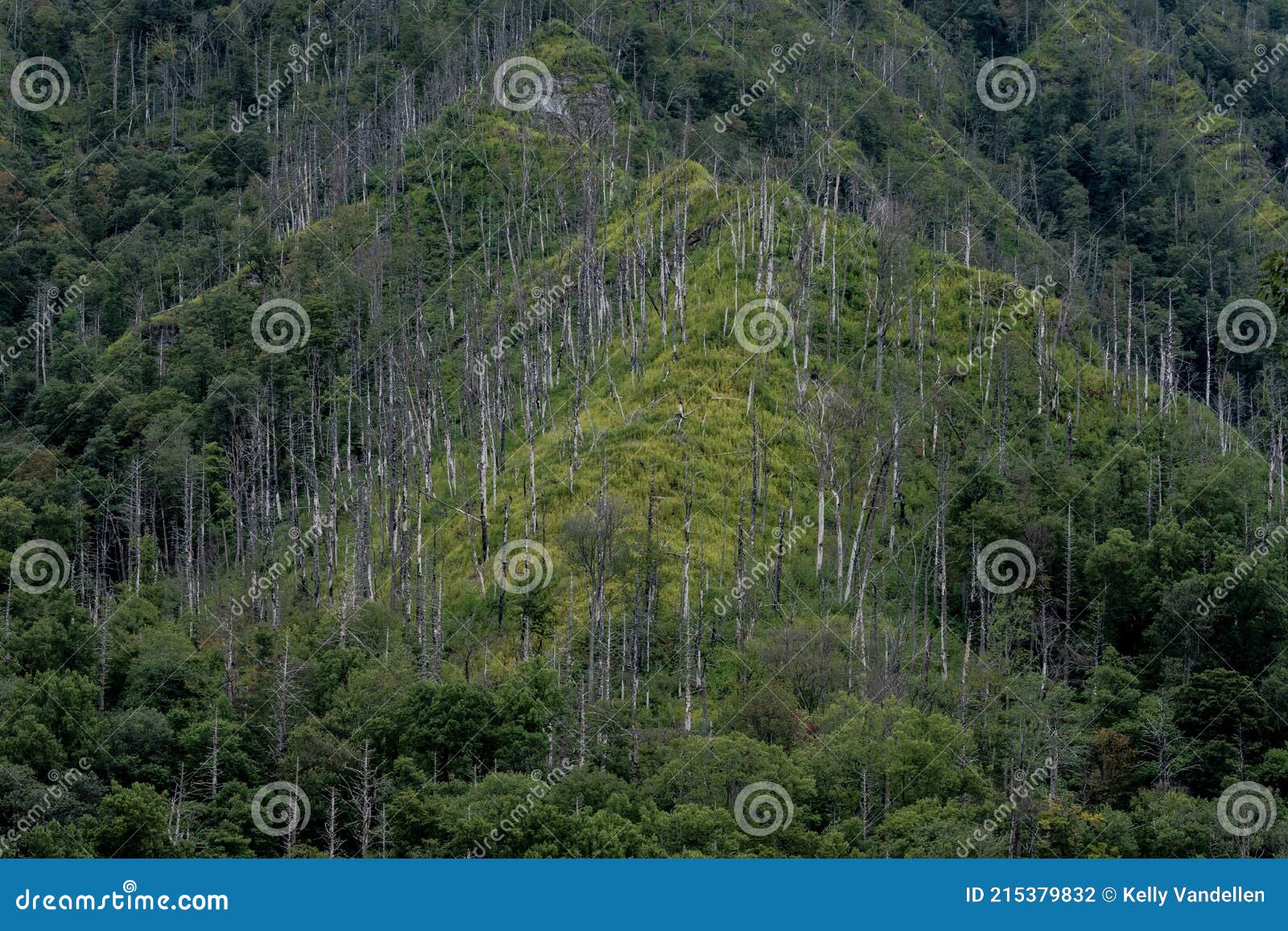 Dead Trees Stand after Forest Fire Stock Photo - Image of fire, damage ...