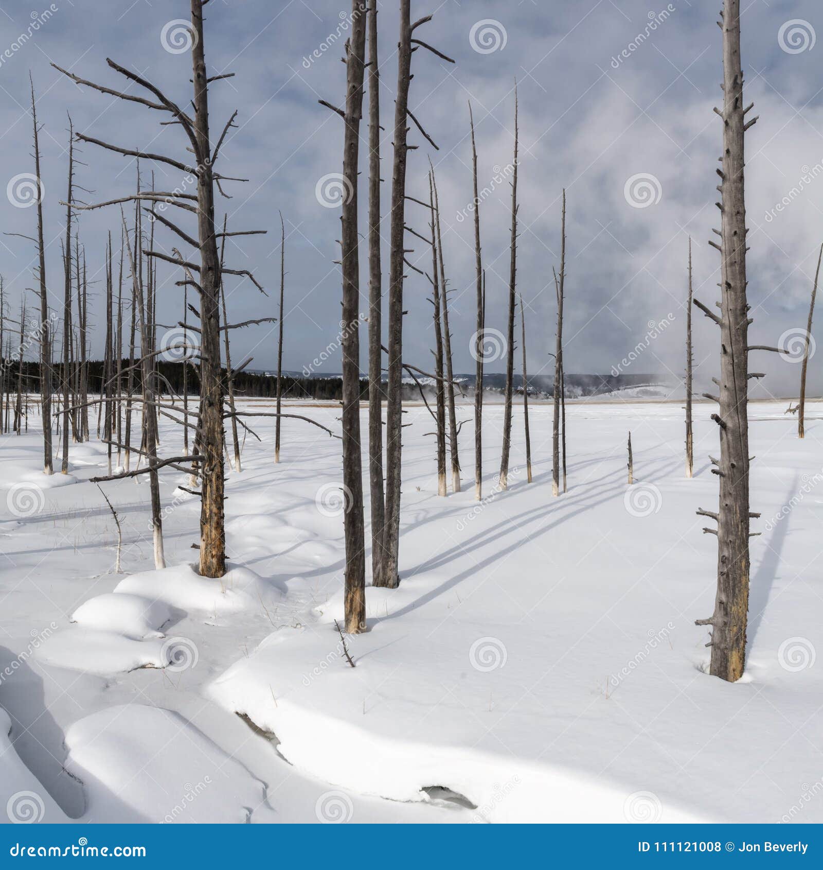 Dead Trees Standing in Snow Stock Photo - Image of snow, field: 111121008