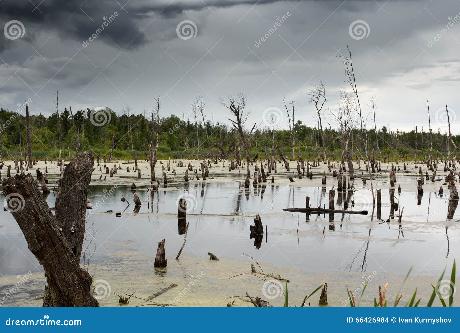 Dead Trees Sticking Out of the Swamp Stock Photo - Image of environment ...