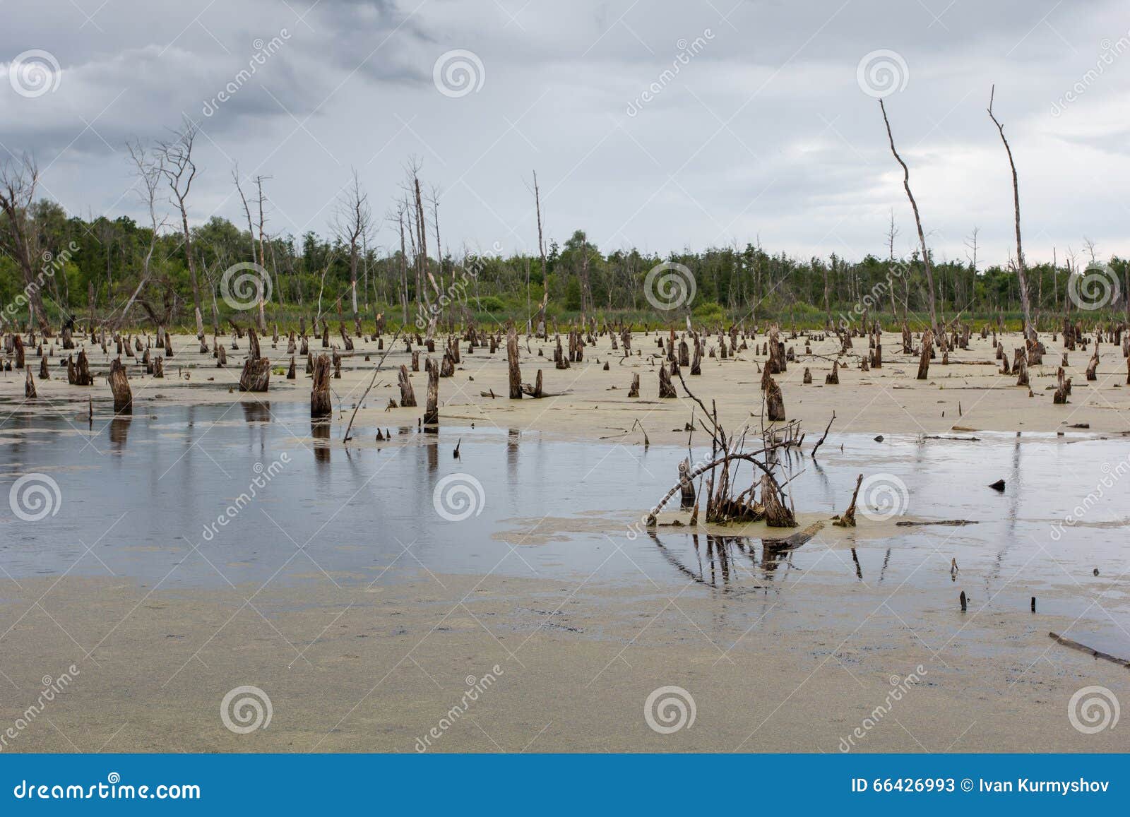 Dead Trees Sticking Out of the Swamp Stock Image - Image of dead ...
