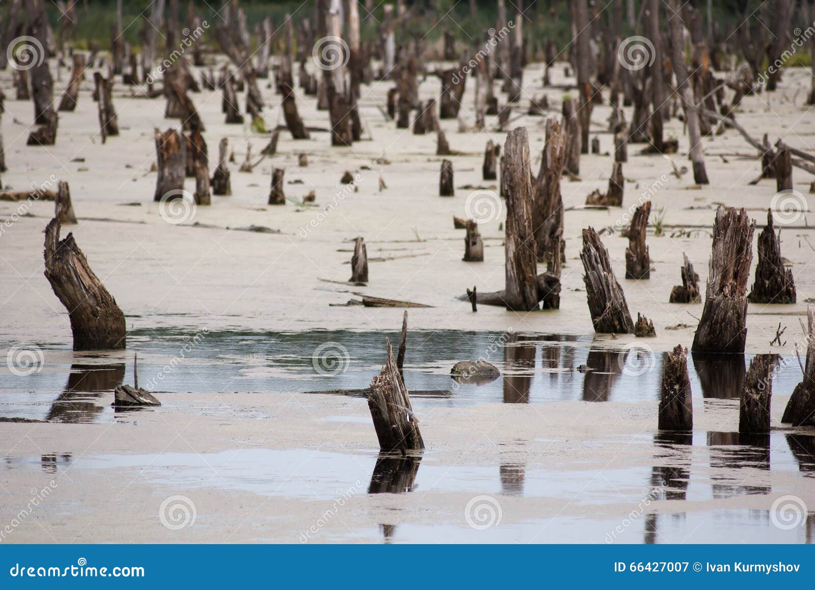 Dead Trees Sticking Out of the Swamp Stock Image - Image of environment ...