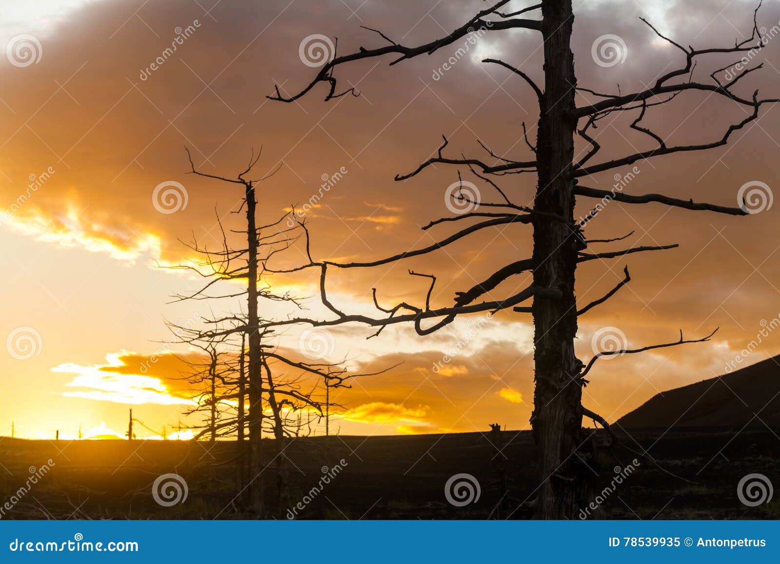 Dead Trees on a Sunset Sky Background. Stock Image - Image of adventure ...