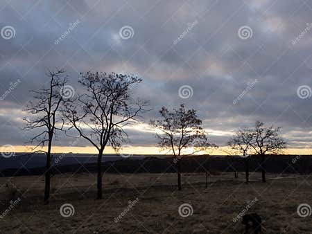 Dead Trees at Sunset at Winter Stock Photo - Image of cold, clouds ...