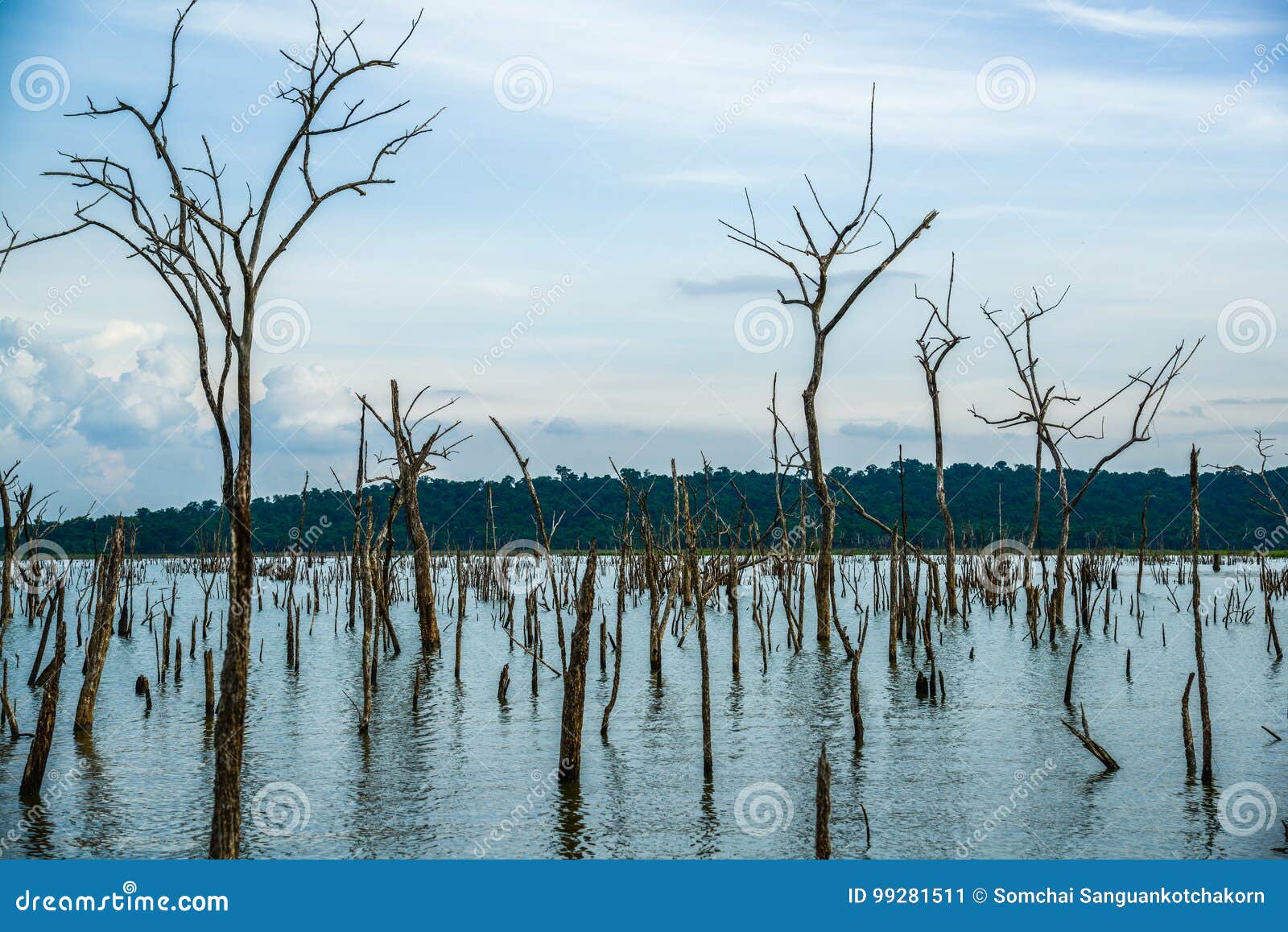 Dead trees in swamp stock image. Image of cloudy, rainforest - 99281511