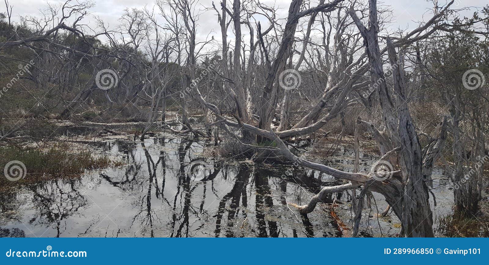 Dead Trees in Swamp or Lake Peel District Western Australia ...