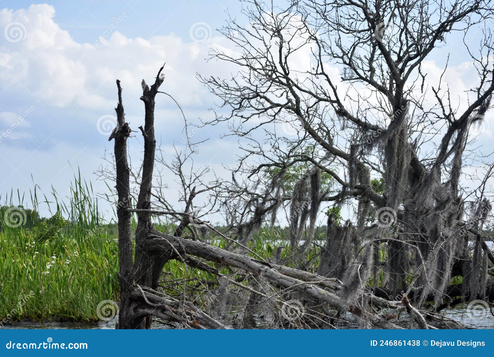 Dead Trees in the Swamp and Marsh Stock Photo - Image of orleans, marsh ...
