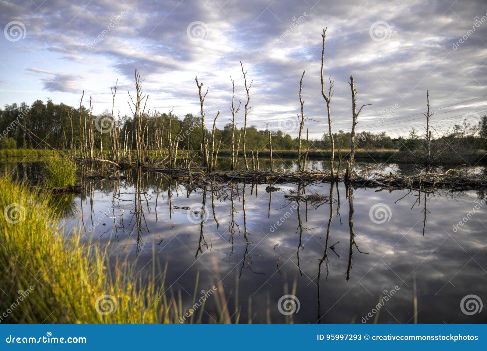 Dead Trees In Swamp Picture. Image: 95997293