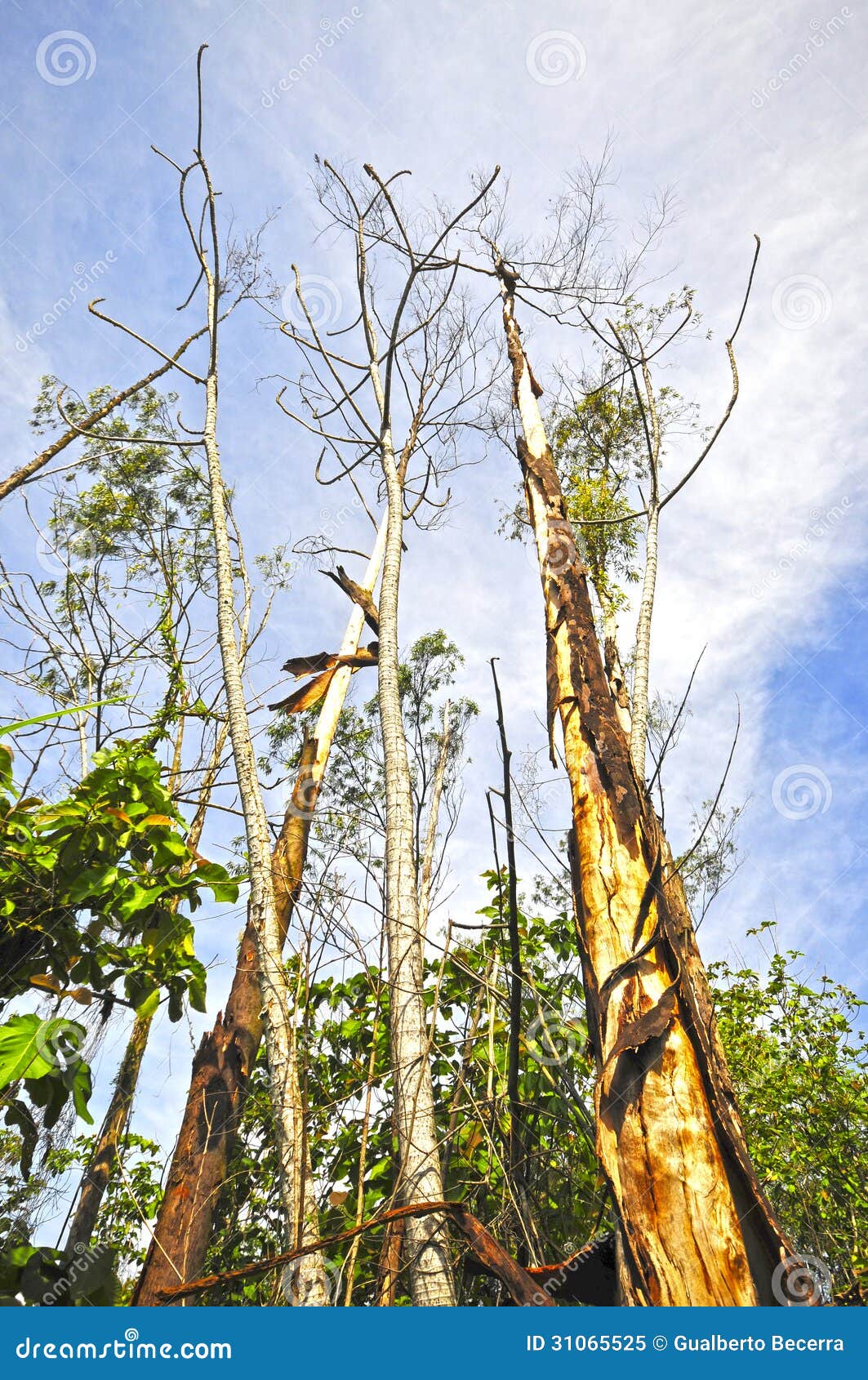 Dead Trees stock image. Image of leafless, summer, timber - 31065525