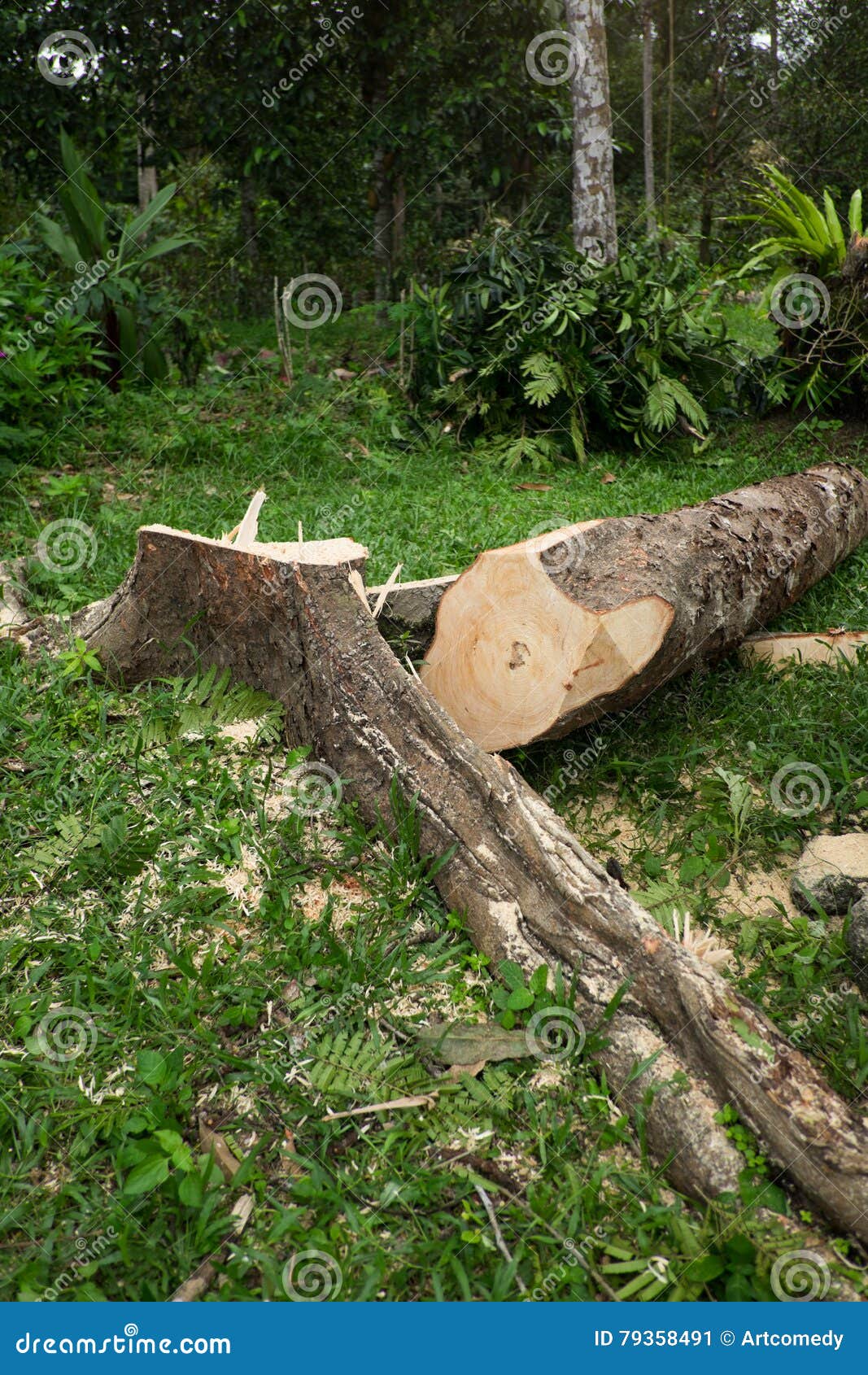 Dead Trees.Trees Being Cut. Stock Image - Image of detail, branches ...