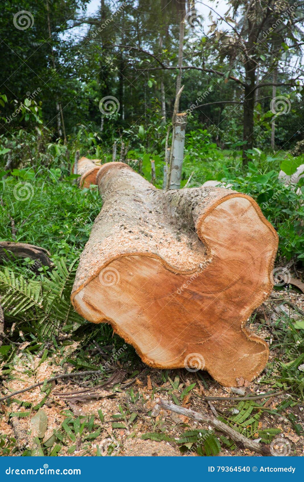 Dead Trees.Trees Being Cut. Stock Photo - Image of wooden, falling ...
