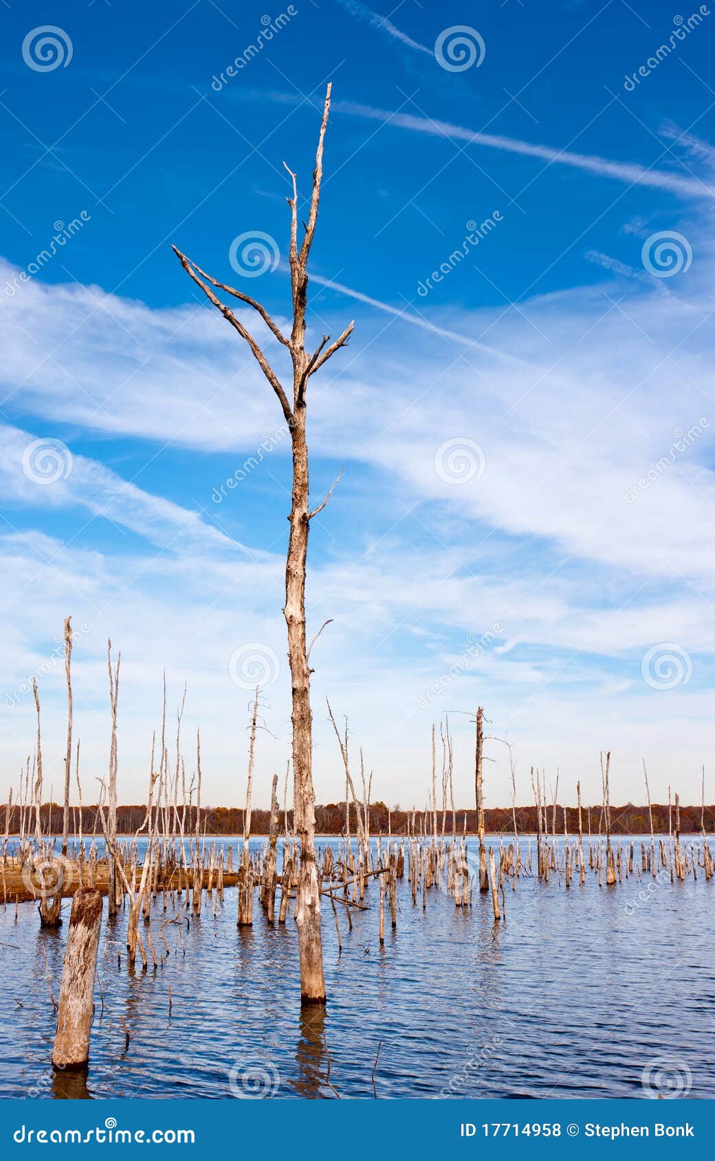 Dead Trees in the Water stock photo. Image of lakes, forests - 17714958