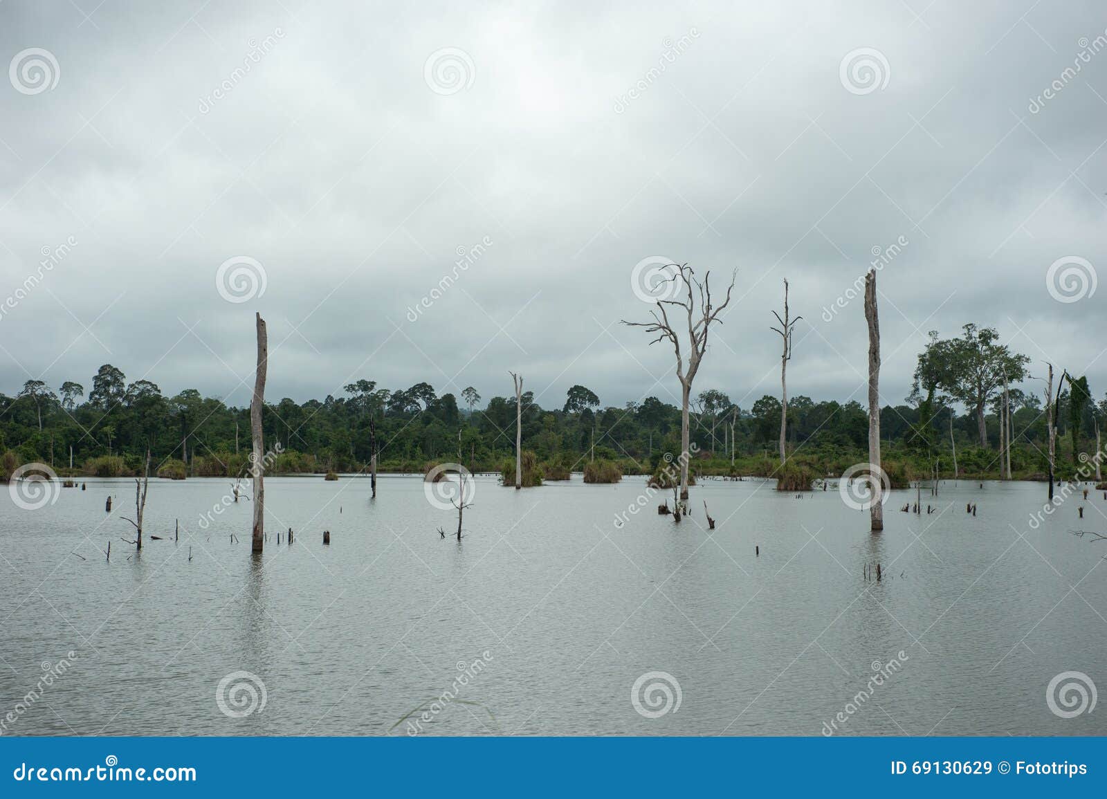 Dead trees on a water dam stock image. Image of danger - 69130629