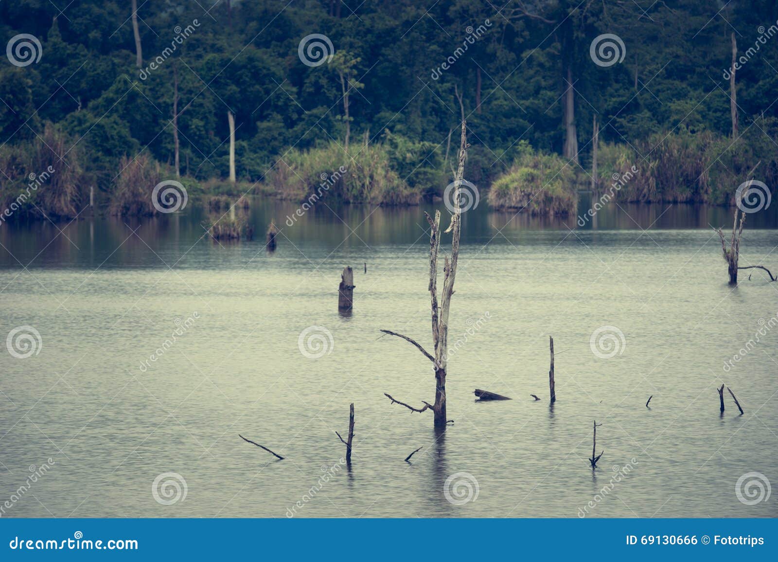 Dead trees on a water dam stock photo. Image of black - 69130666