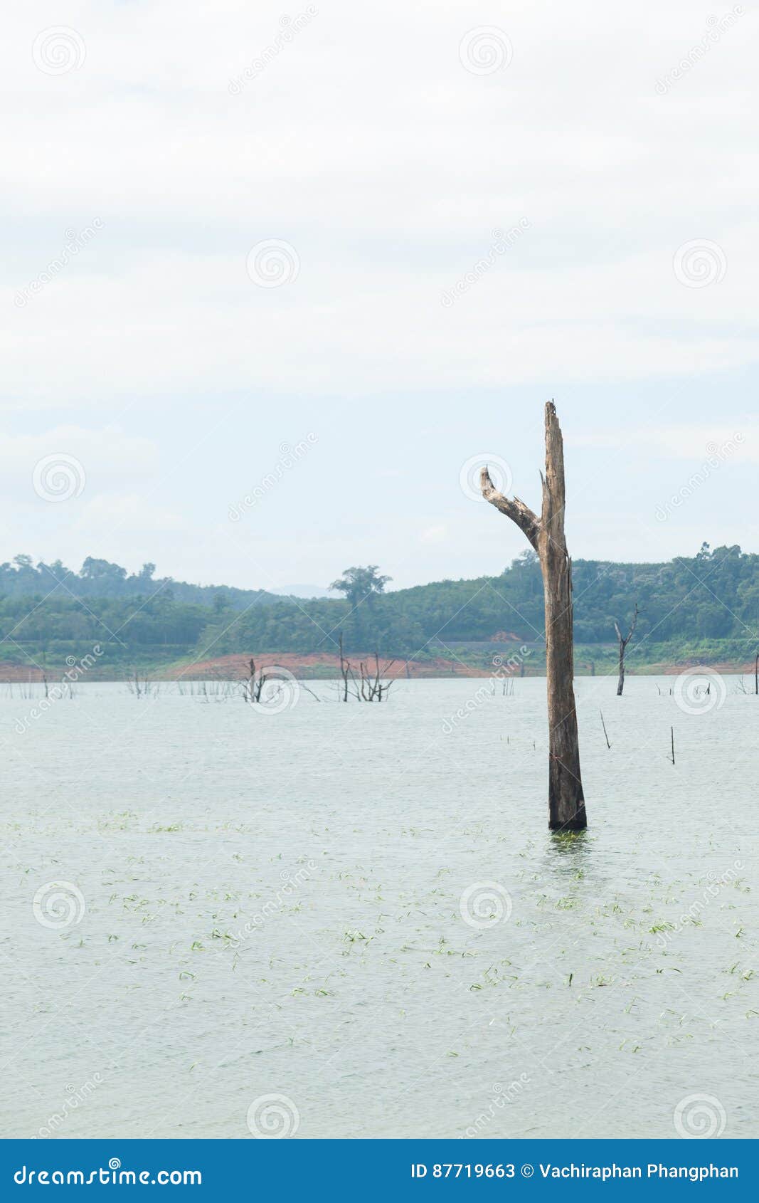 Dead trees in the water. stock image. Image of river - 87719663