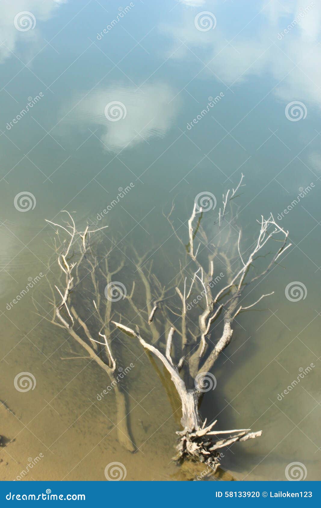 Dead trees in the water stock photo. Image of patronize - 58133920