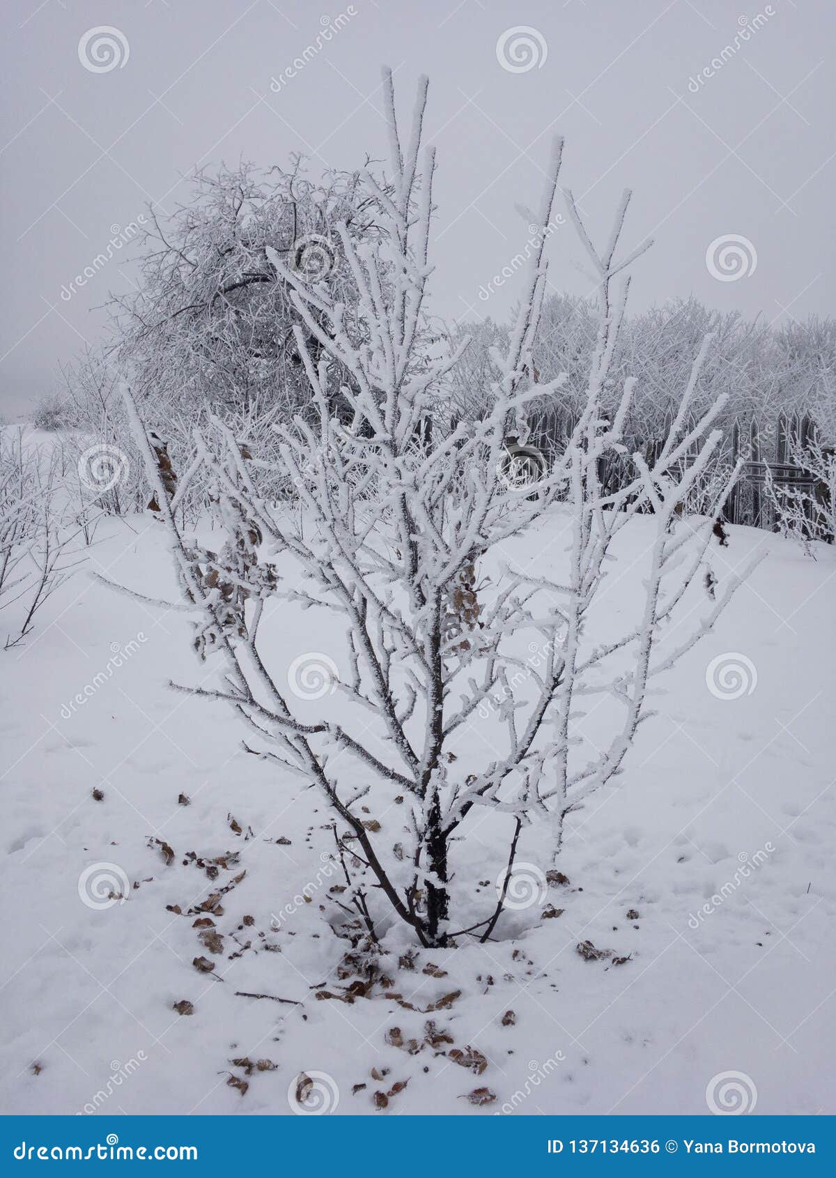 Dead Trees in Winter and Snow Stock Photo - Image of blue, frost: 137134636