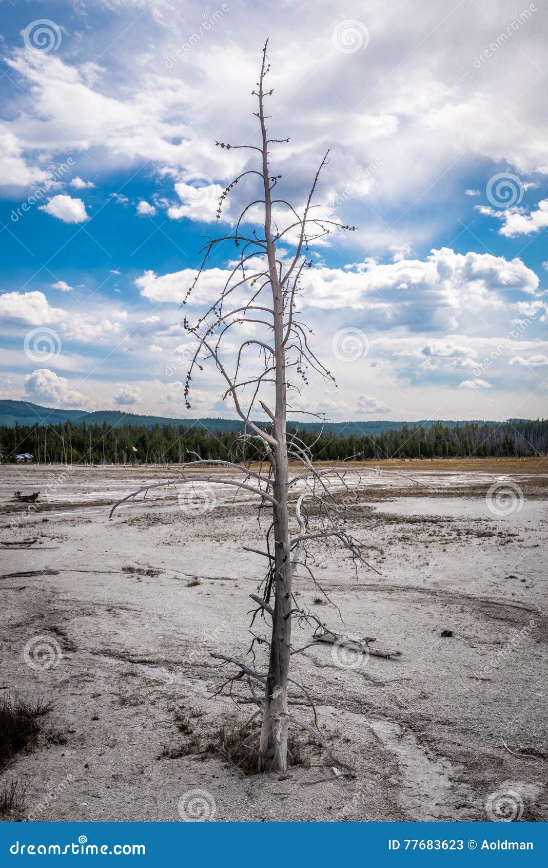 Dead Trees of the Yellowstone Stock Image - Image of limestone, outdoor ...