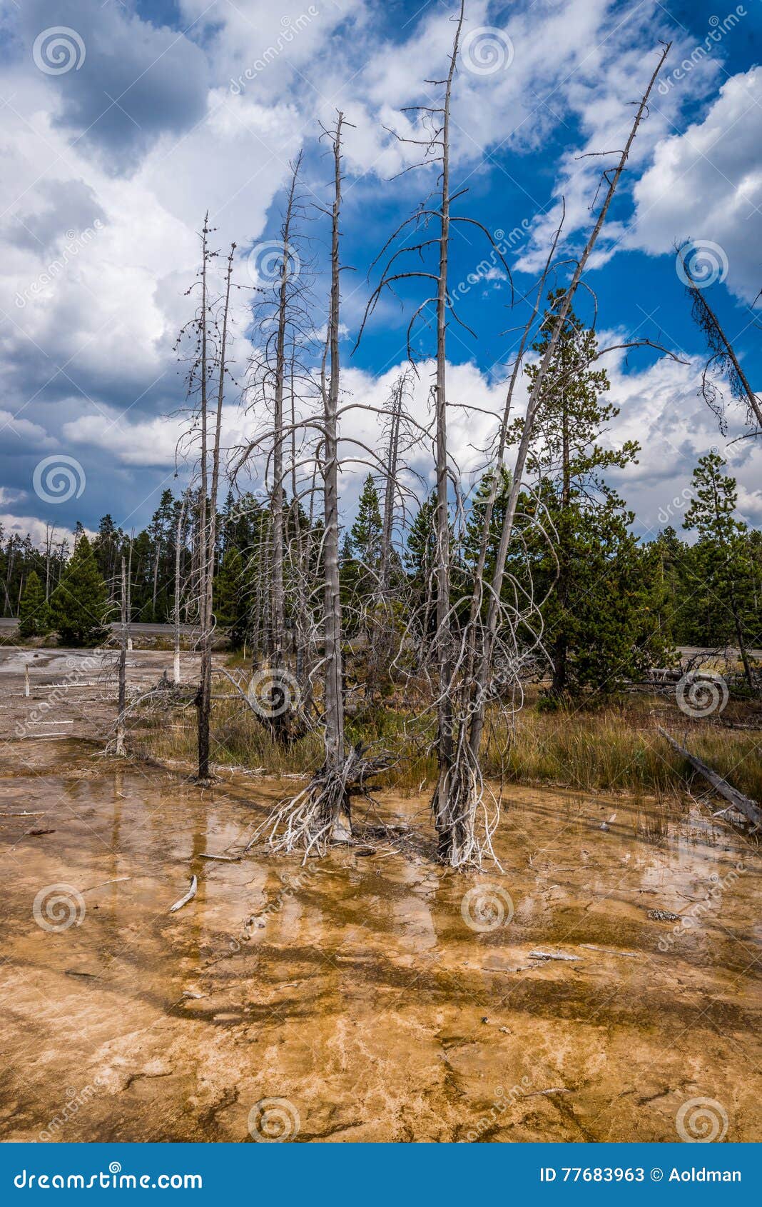 Dead Trees of the Yellowstone Stock Image - Image of geothermal ...