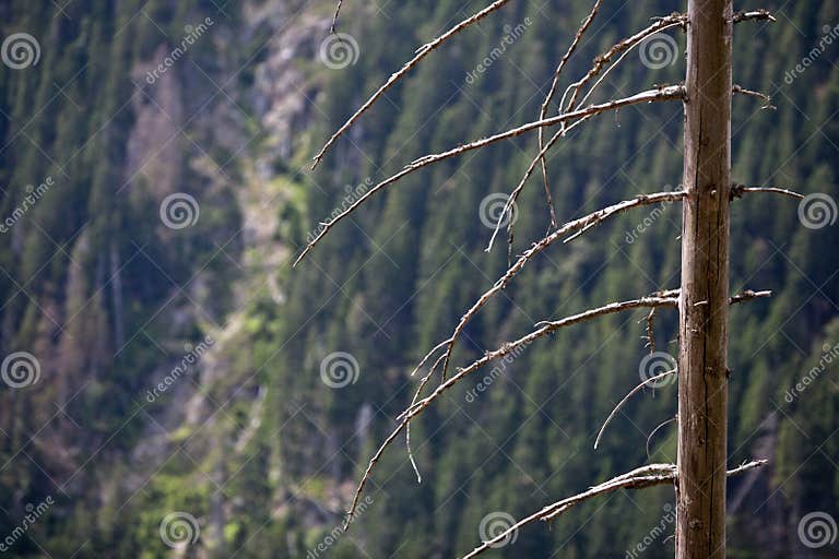 Dead tress stock image. Image of bare, natural, branch - 17401643