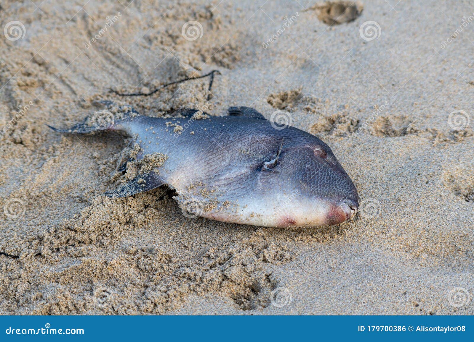 A Dead Trigger Fish Washed Ashore on a Sandy Beach in Cornwall Stock ...