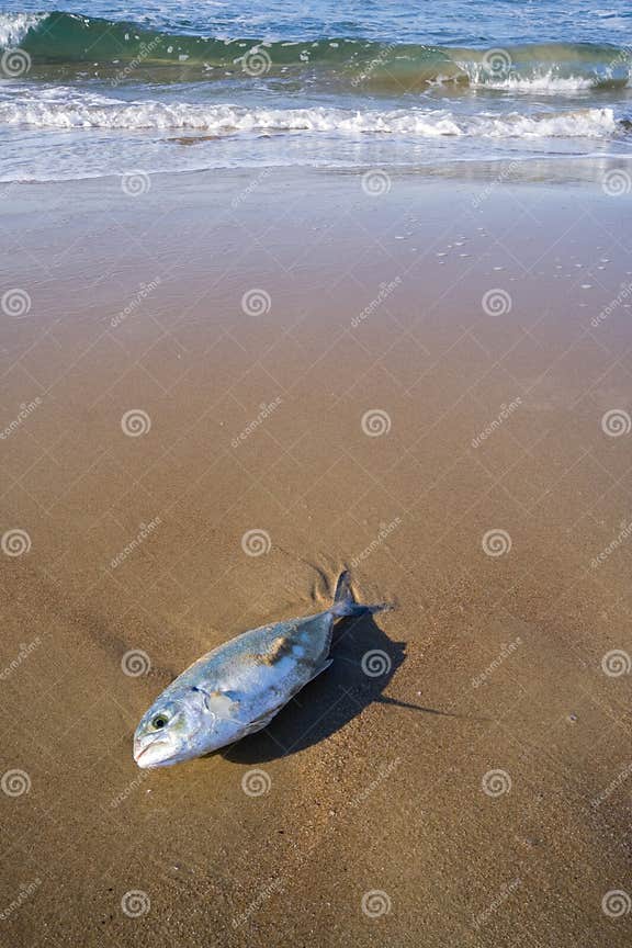 Dead Tuna stock image. Image of tropical, animal, reef - 8501207