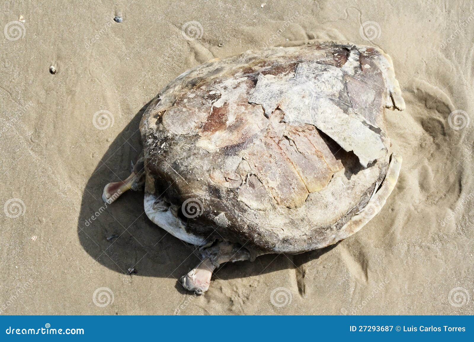 Dead turtle stock image. Image of swimming, wildlife - 27293687