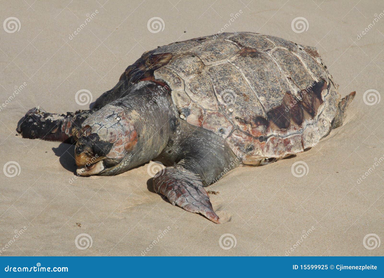 Dead turtle on the beach stock image. Image of ectotherm - 15599925
