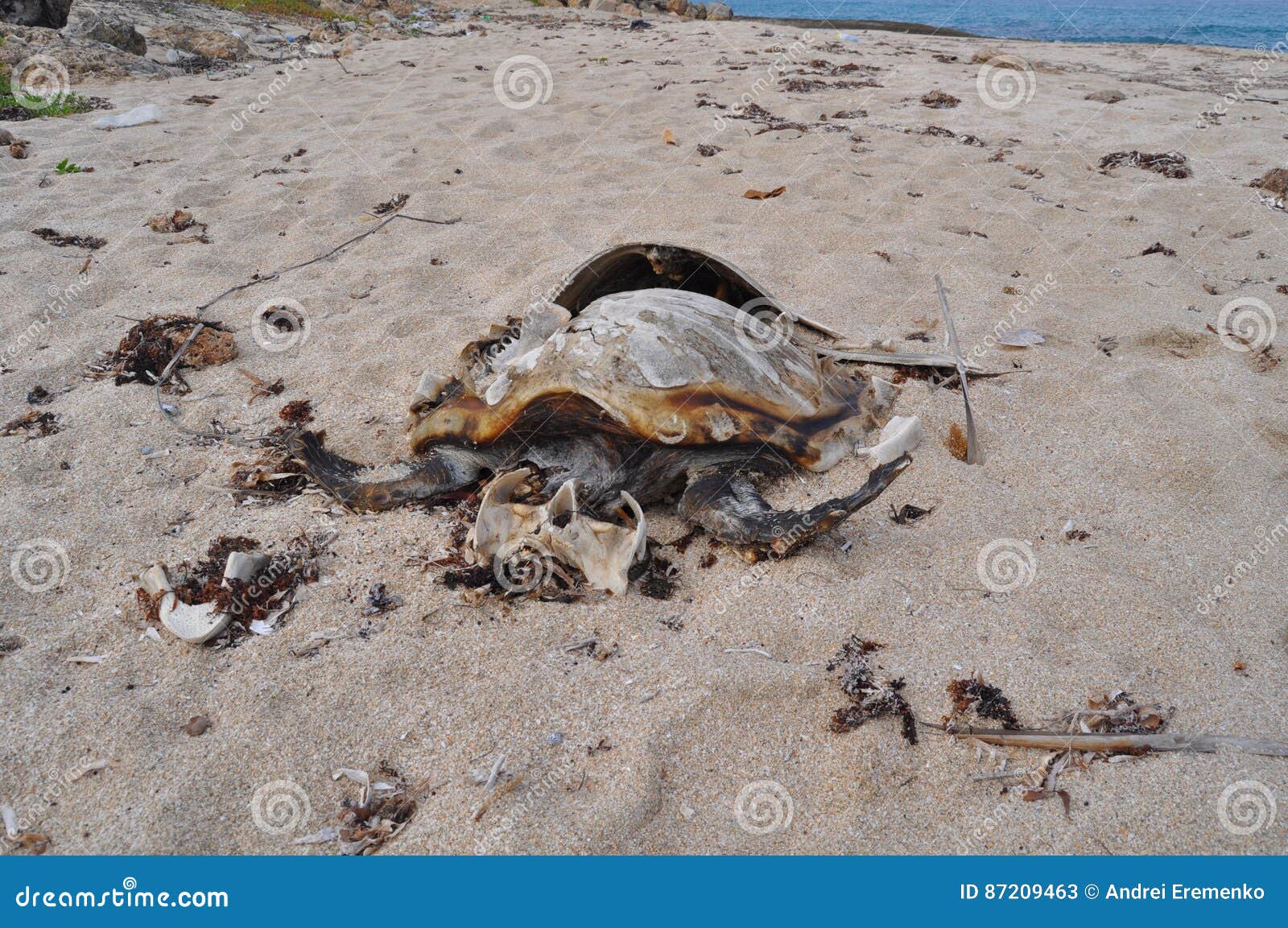 Dead turtle stock image. Image of nature, dead, tortila - 87209463