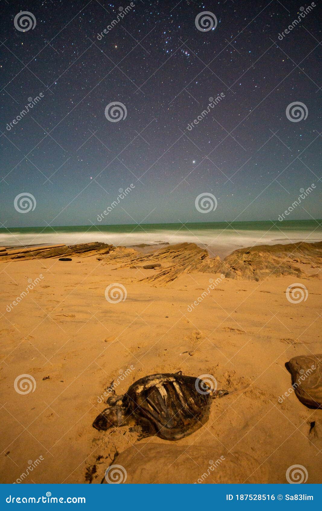 Dead Turtle Shell In Nature Royalty-Free Stock Photography ...