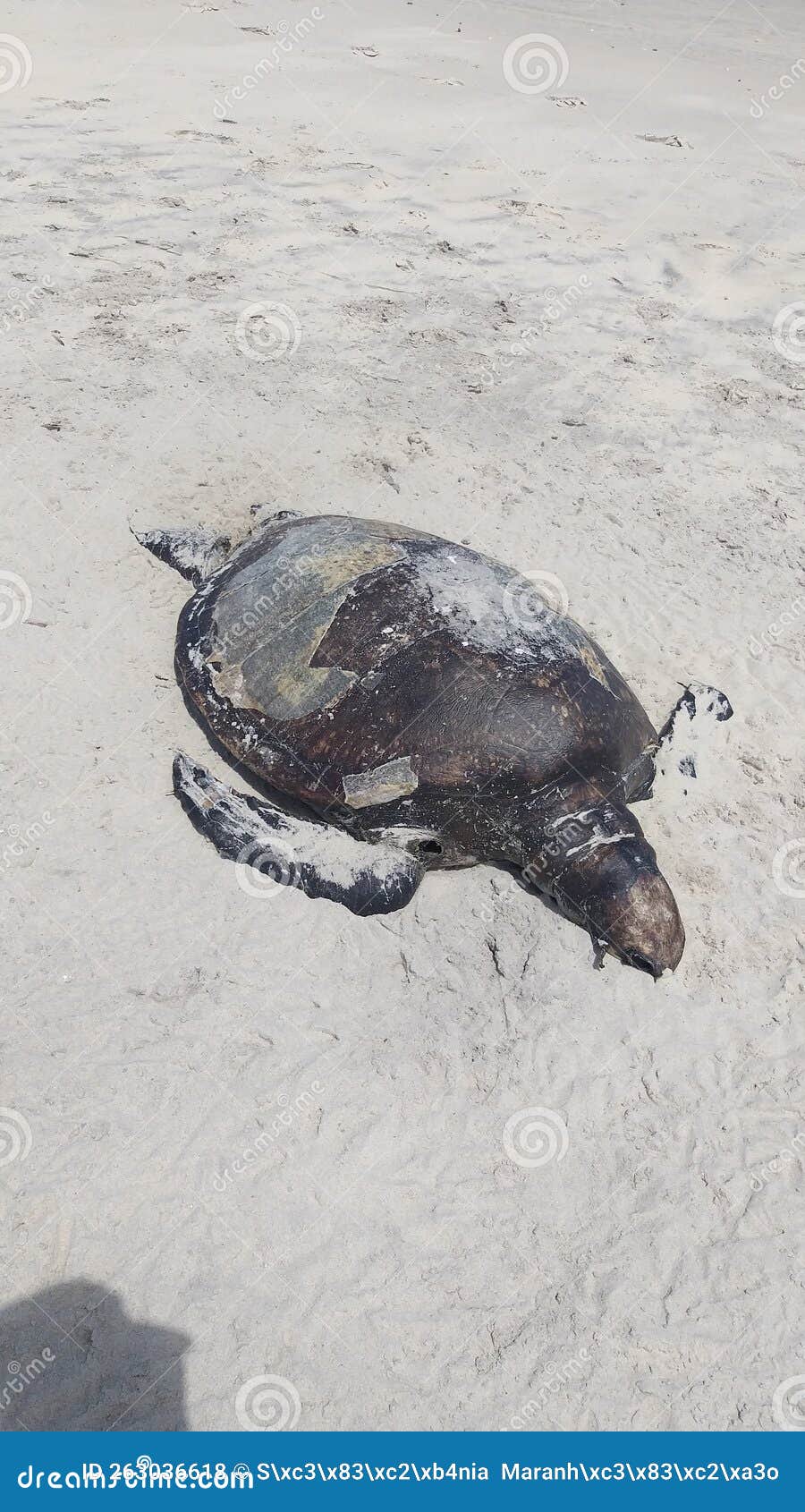 Dead turtle on the beach stock photo. Image of mammal - 263036618
