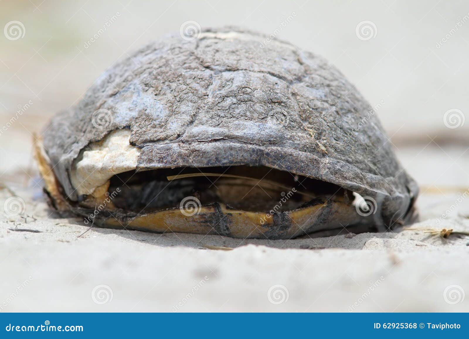 Dead turtle stock photo. Image of scenery, death, fauna - 62925368