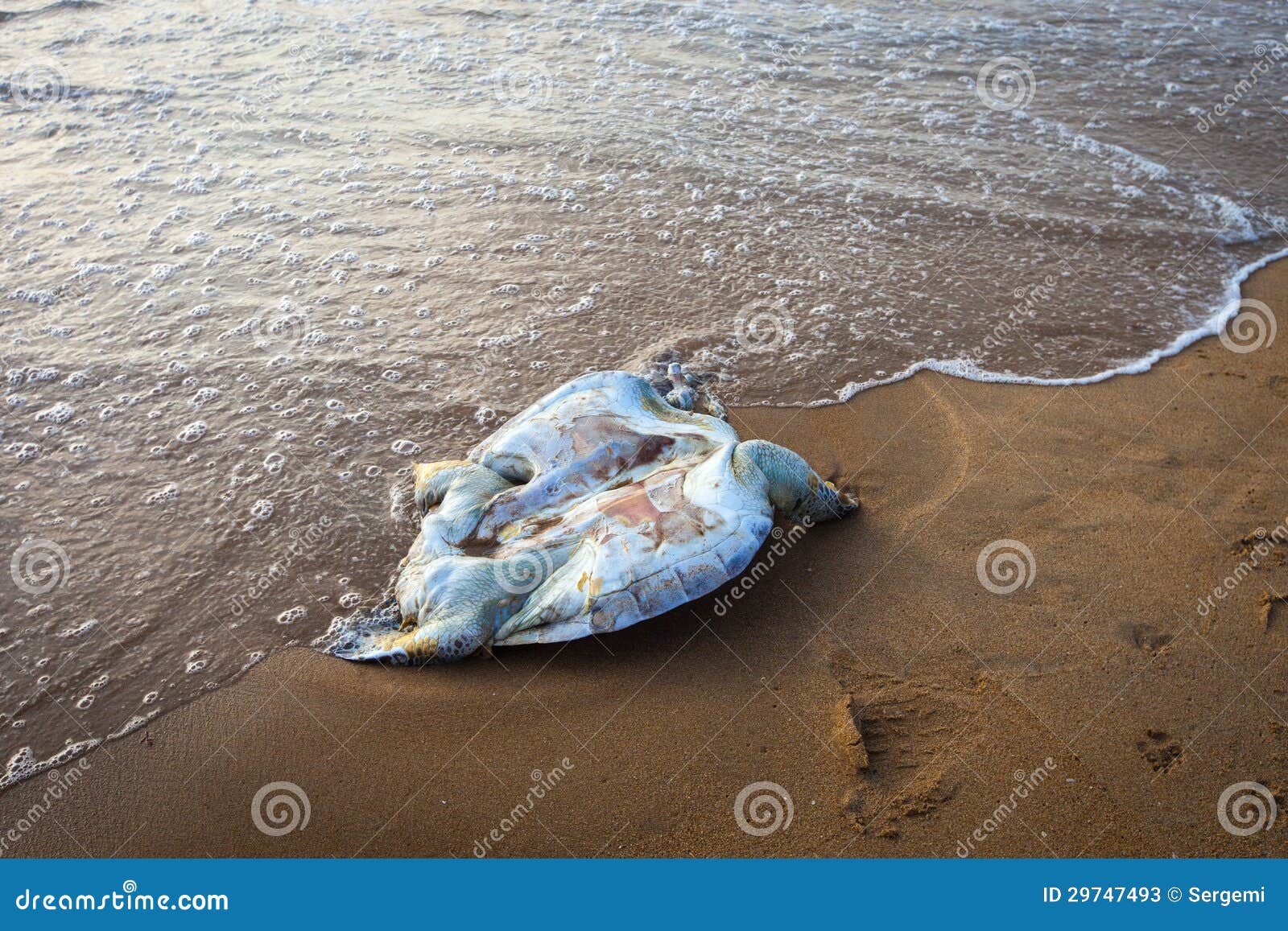 A dead turtle on the beach stock image. Image of coastline - 29747493