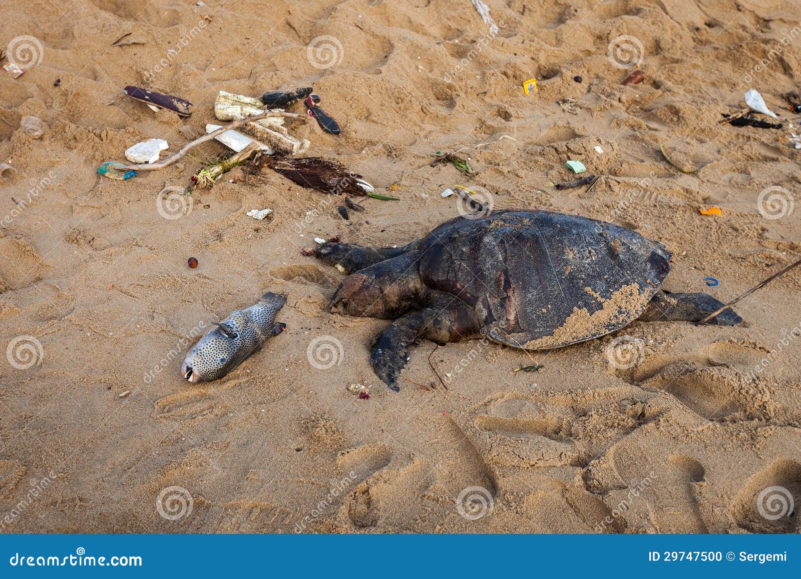 A dead turtle on the beach stock photo. Image of messy - 29747500