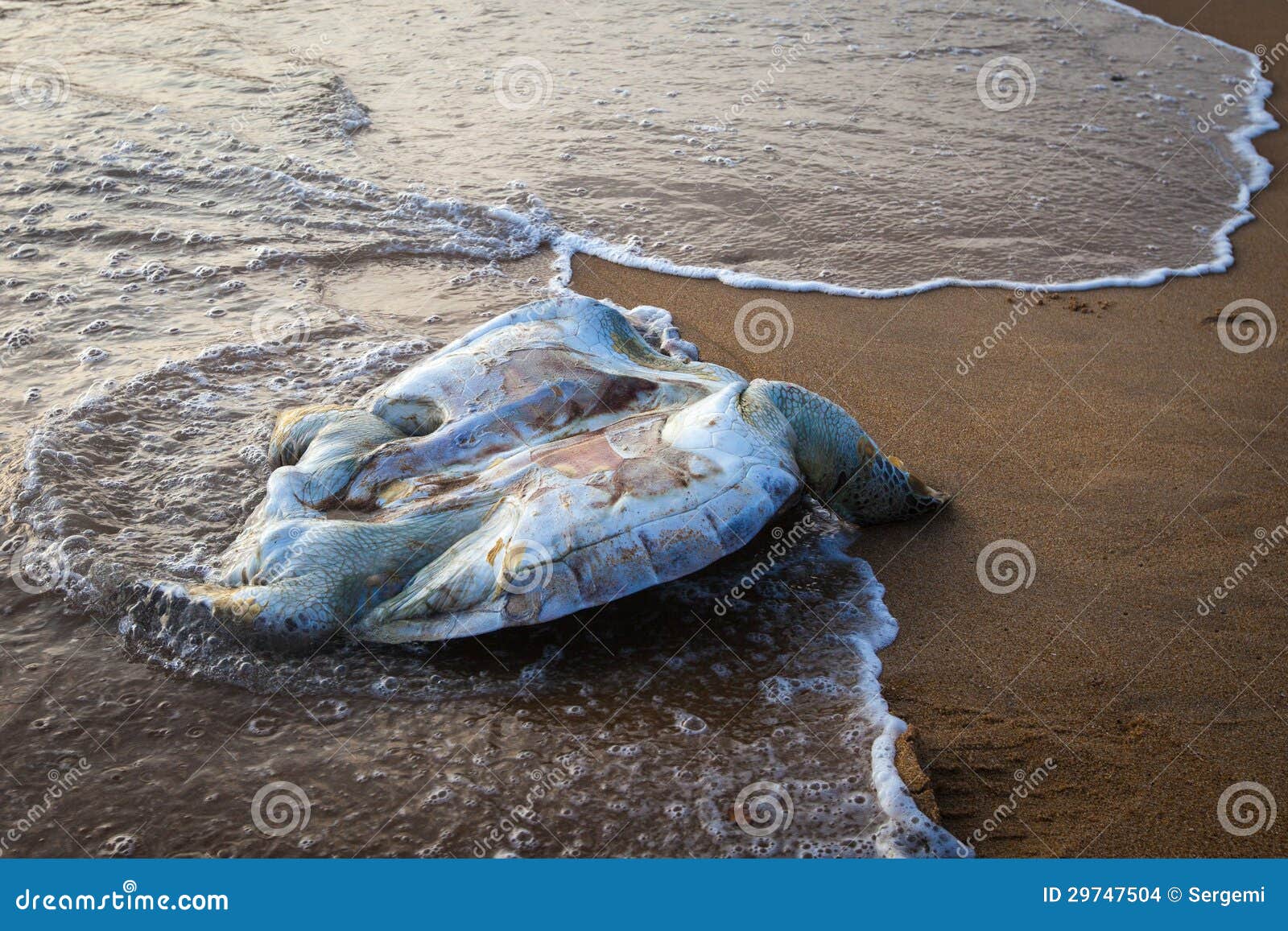 A dead turtle on the beach stock photo. Image of abstract - 29747504
