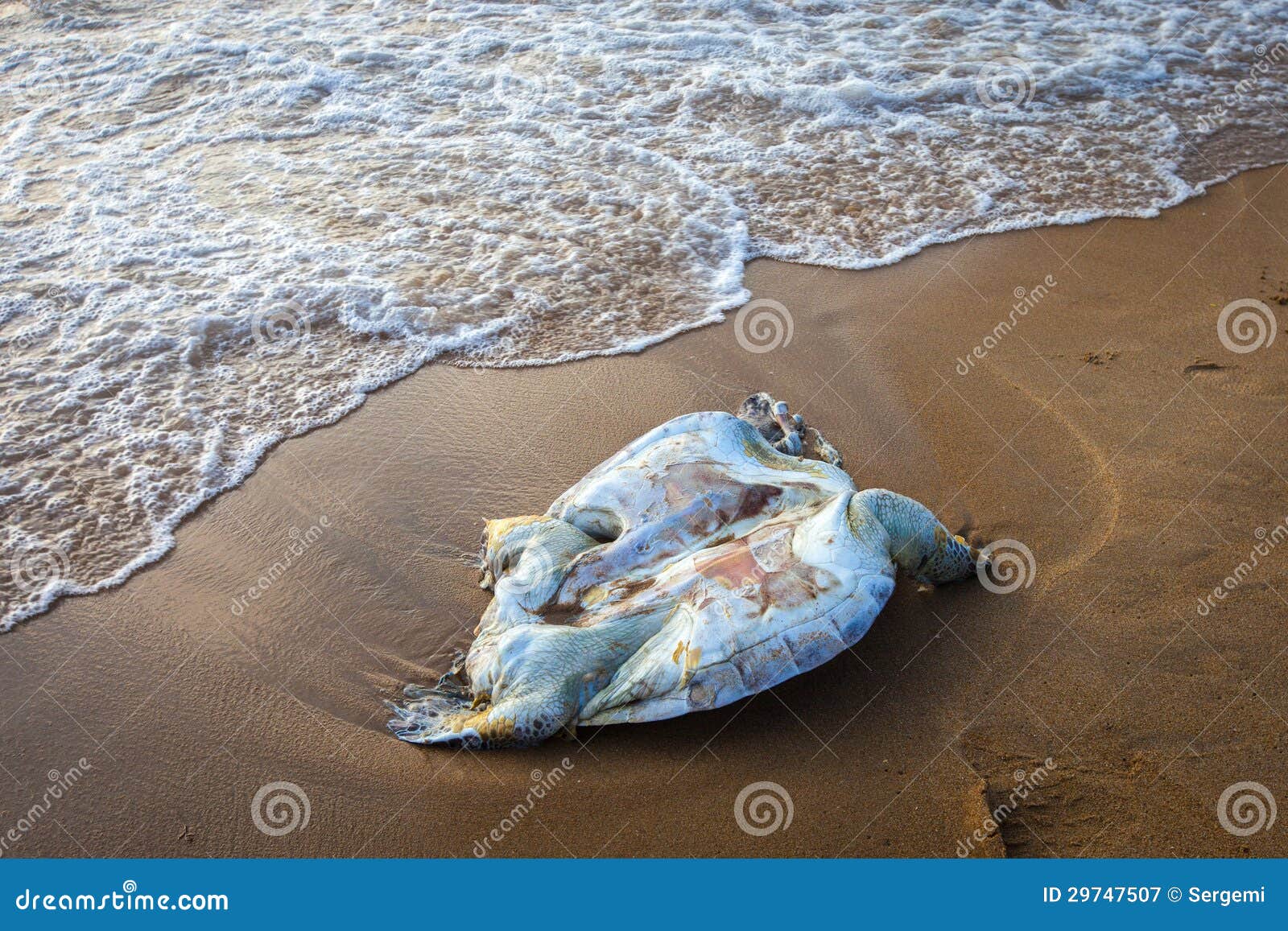 A dead turtle on the beach stock image. Image of messy - 29747507