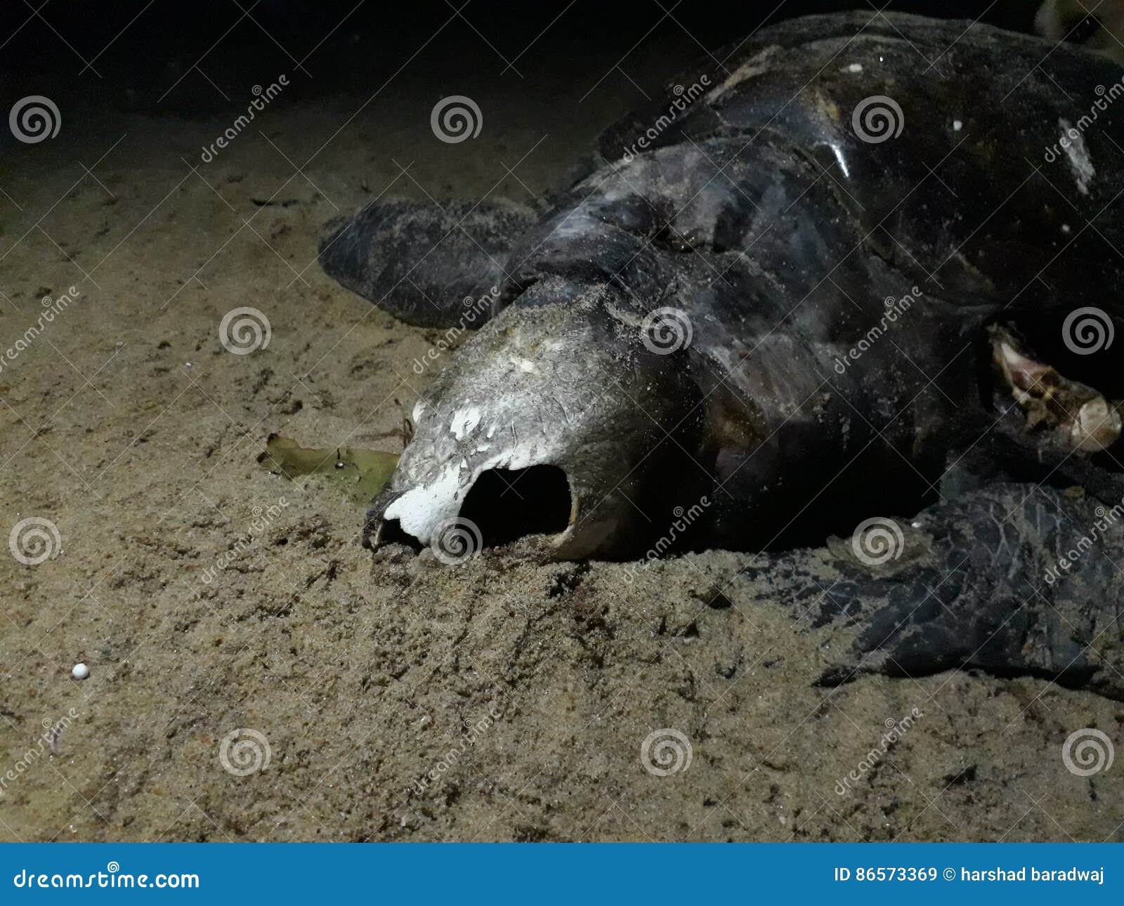 Dead Turtle Shell In Nature Royalty-Free Stock Photography ...