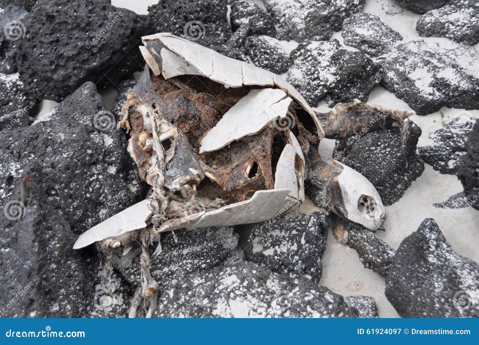 Dead Turtle Shell In Nature Royalty-Free Stock Photography ...