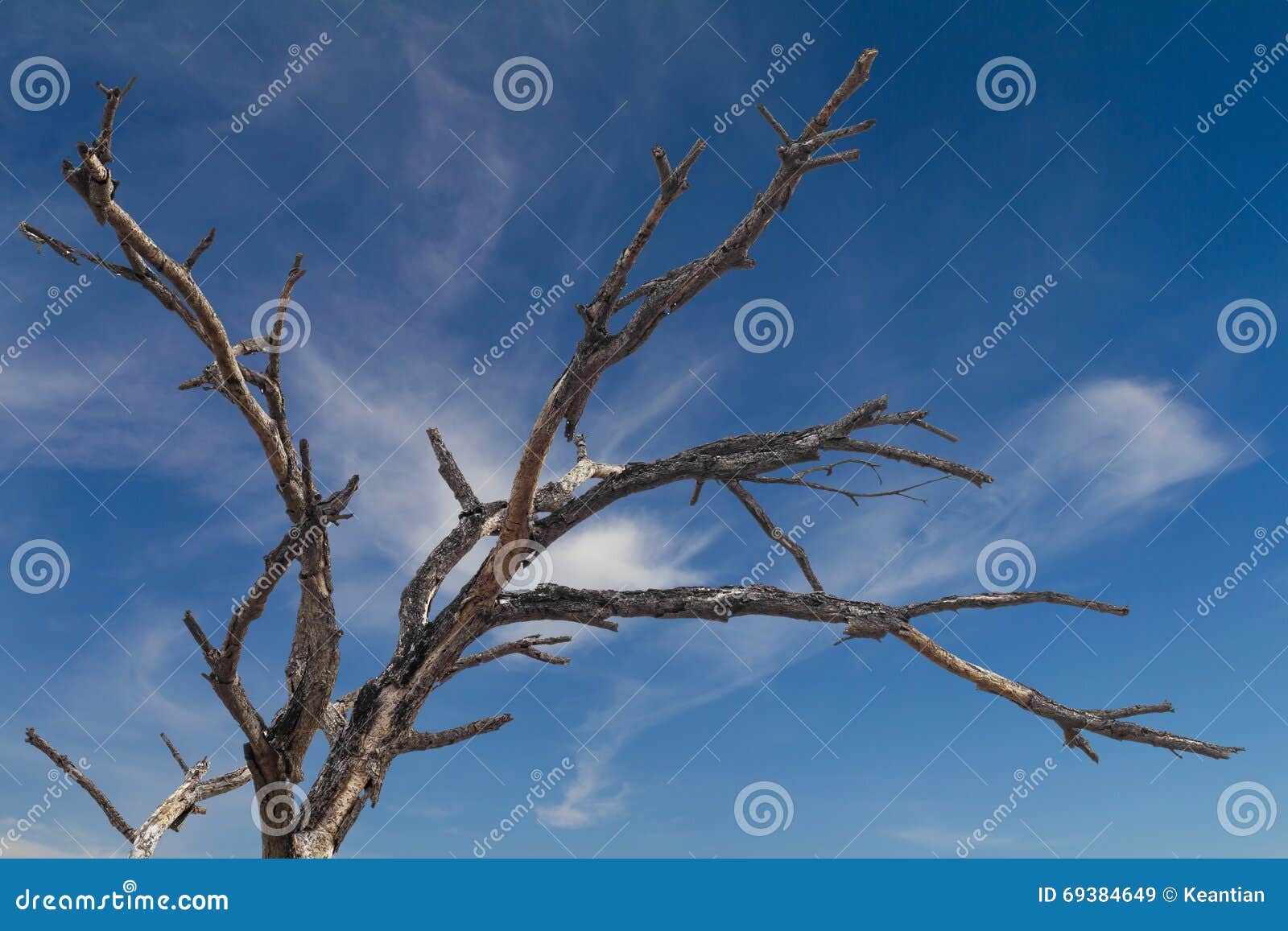 Dead Twigs Against the Sky. Stock Image - Image of decoration, plant ...