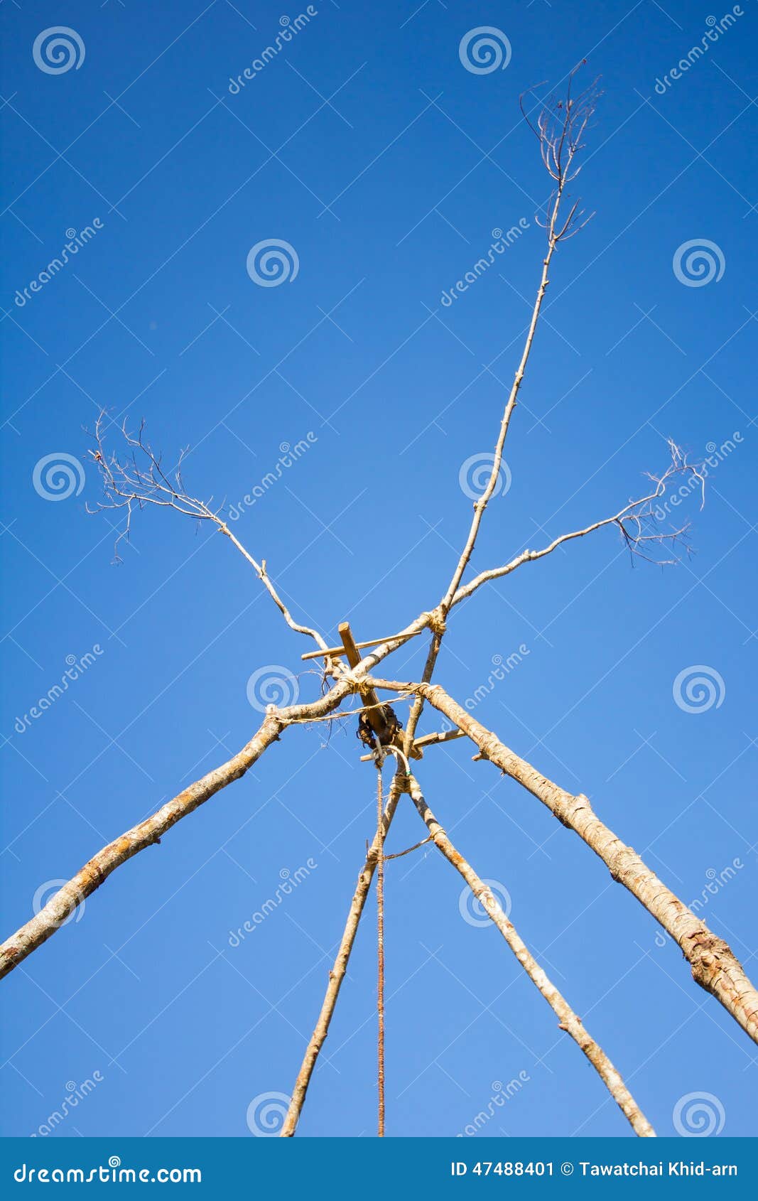 Dead twigs stock image. Image of branches, curved, plant - 47488401