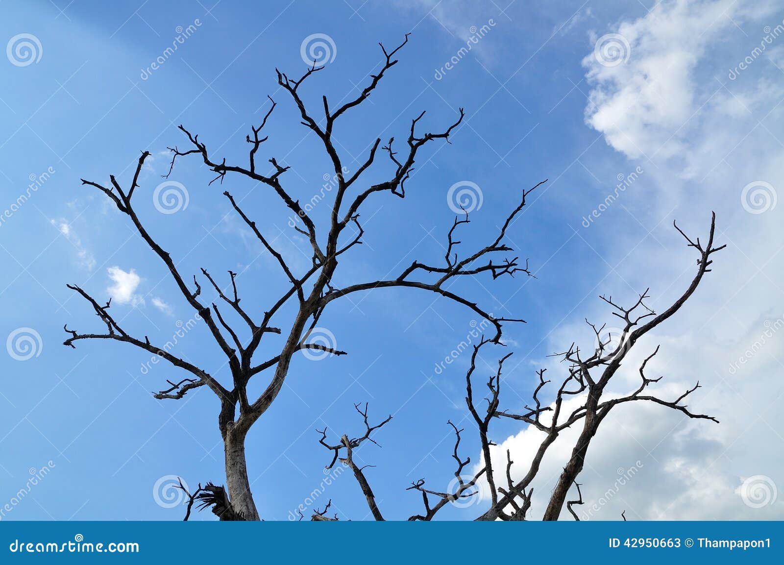 Dead twigs the blue sky stock image. Image of death, bark - 42950663