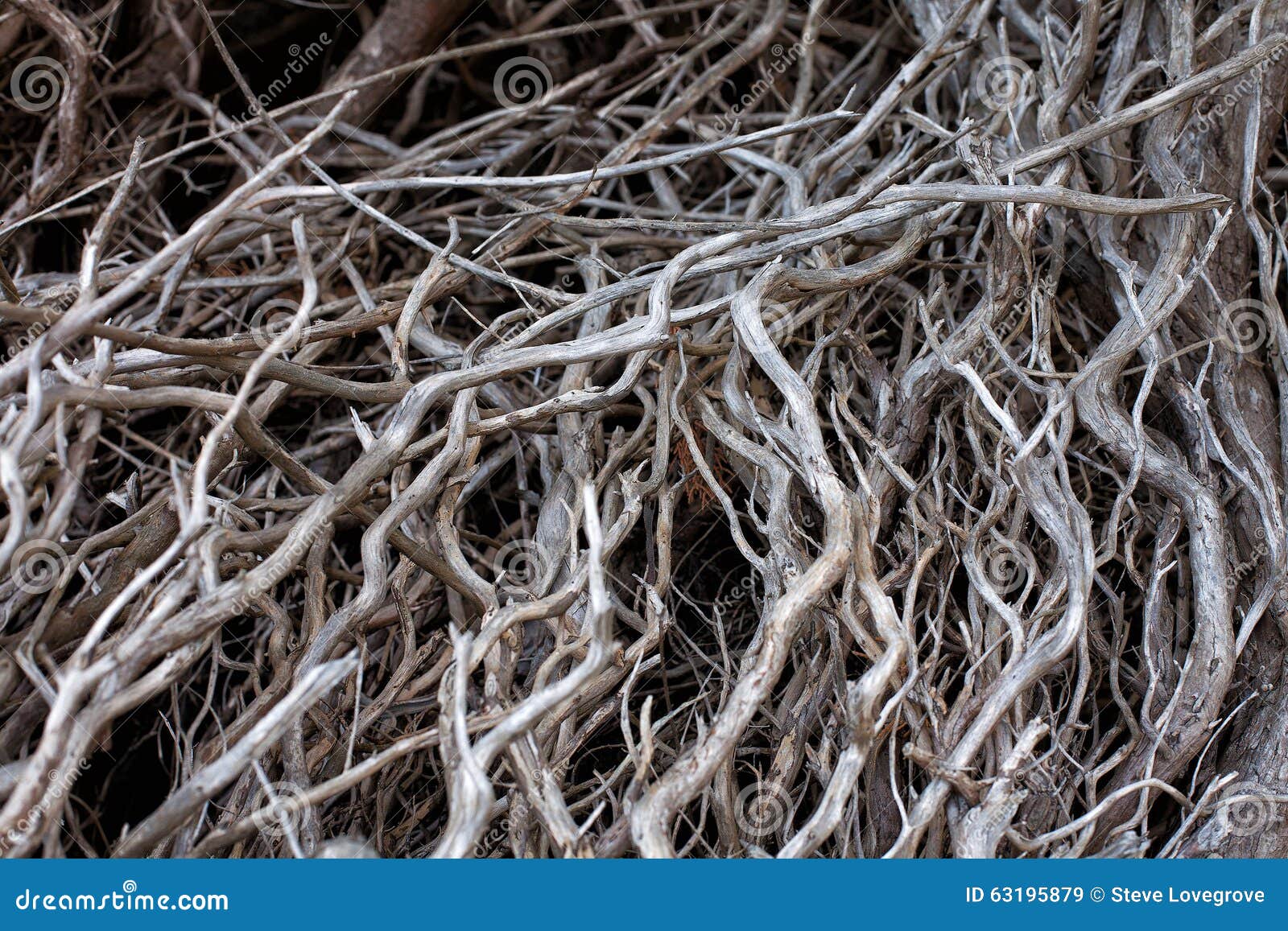 3,932 Twisted Tree Branches Stock Photos - Free & Royalty-Free Stock ...