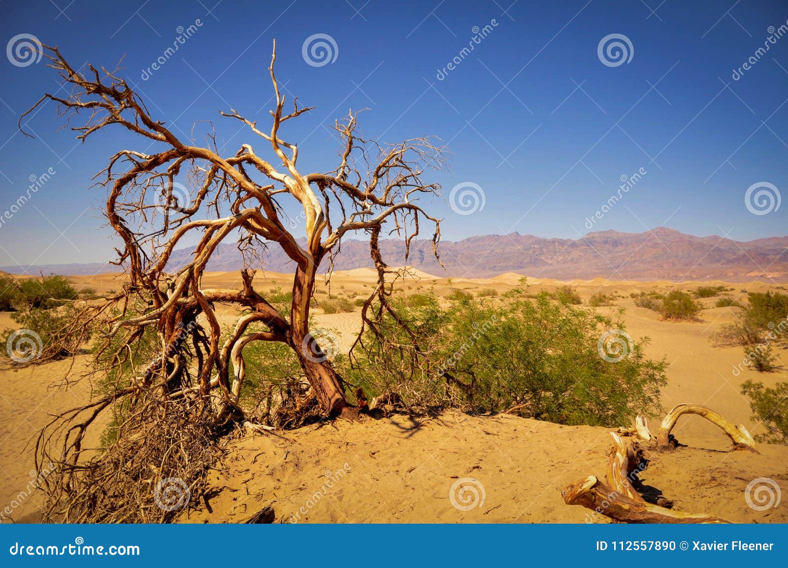 Dead Twisted Tree in the Desert of Mesquite Flat Sand Dunes Stock Photo ...