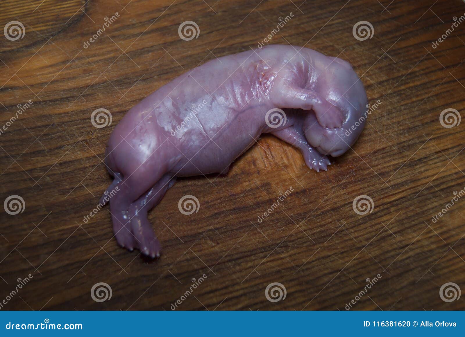 Dead Unborn Embryo of a Rabbit. Aborted Fetus Stock Photo - Image of ...