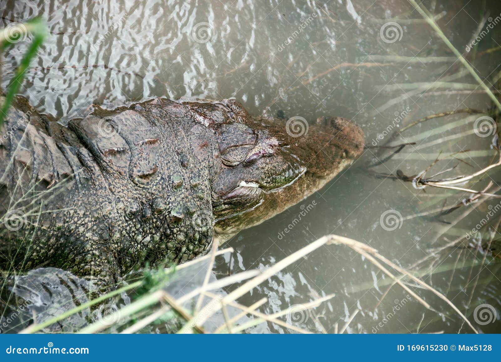 Dead for an Unknown Reason (the Species is Characterized by High ...